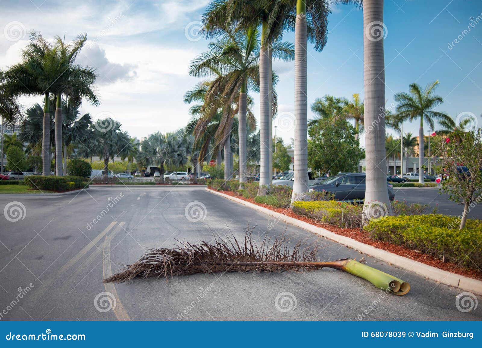 Large Palm Branch on the Road Stock Image - Image of palm, design: 68078039