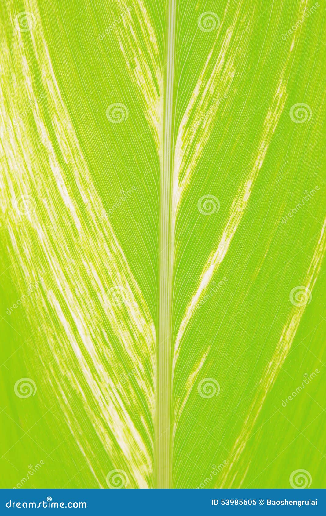 Large palm frond leaf stock image. Image of frond, close - 53985605