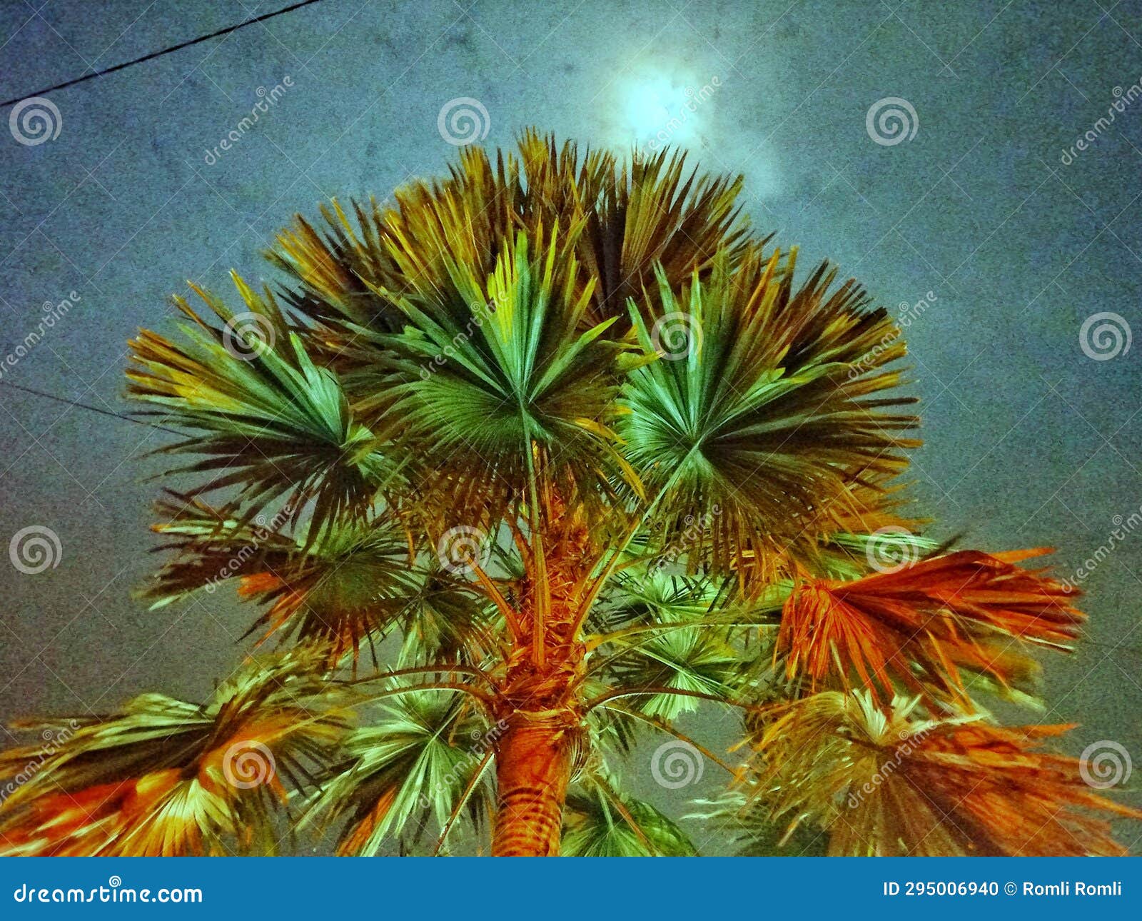 A Large Palm Tree Grows in the Center of the City Stock Photo - Image ...