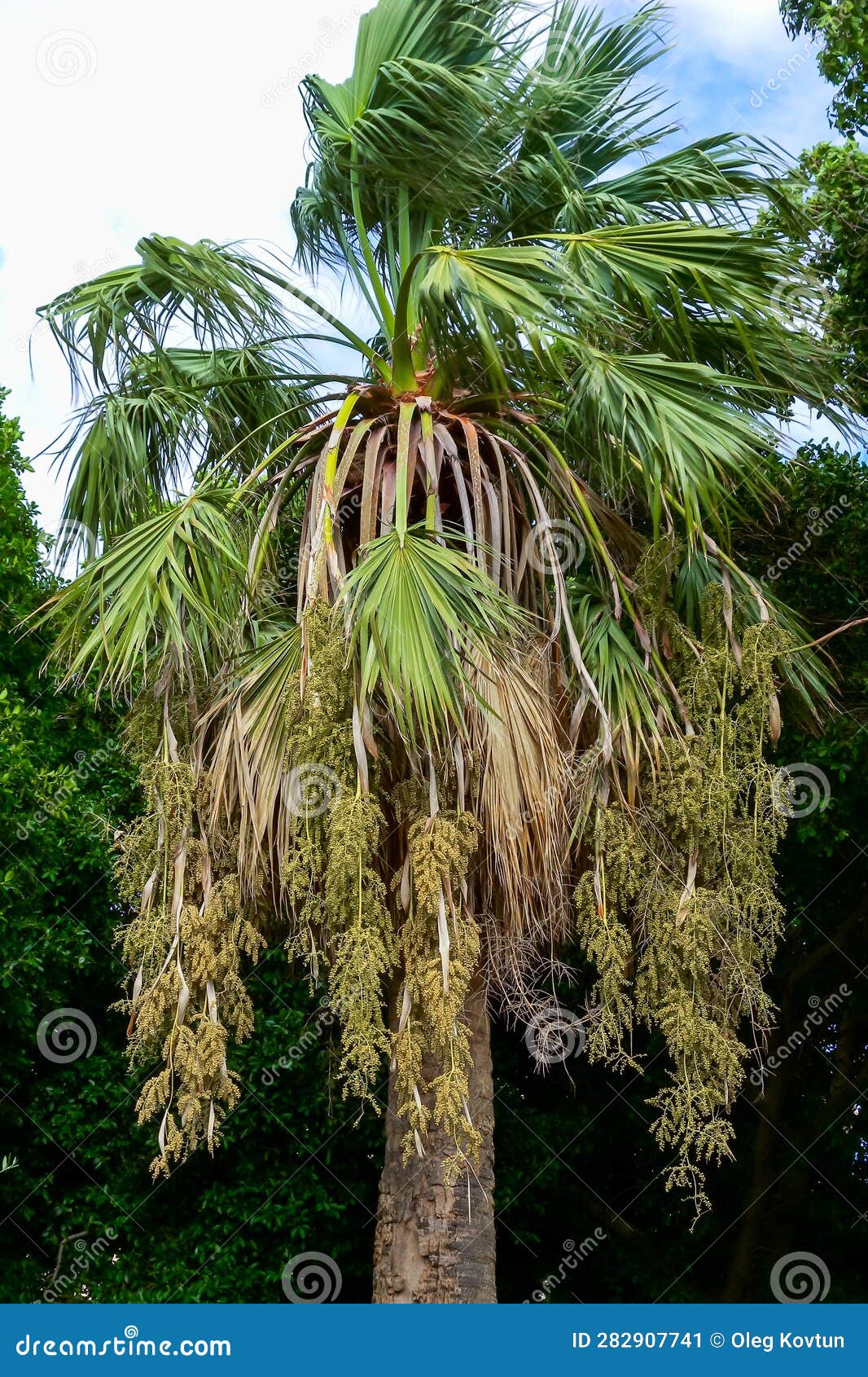 Large Palm Tree with Hanging Fruits on the Island of Malta Stock Image ...