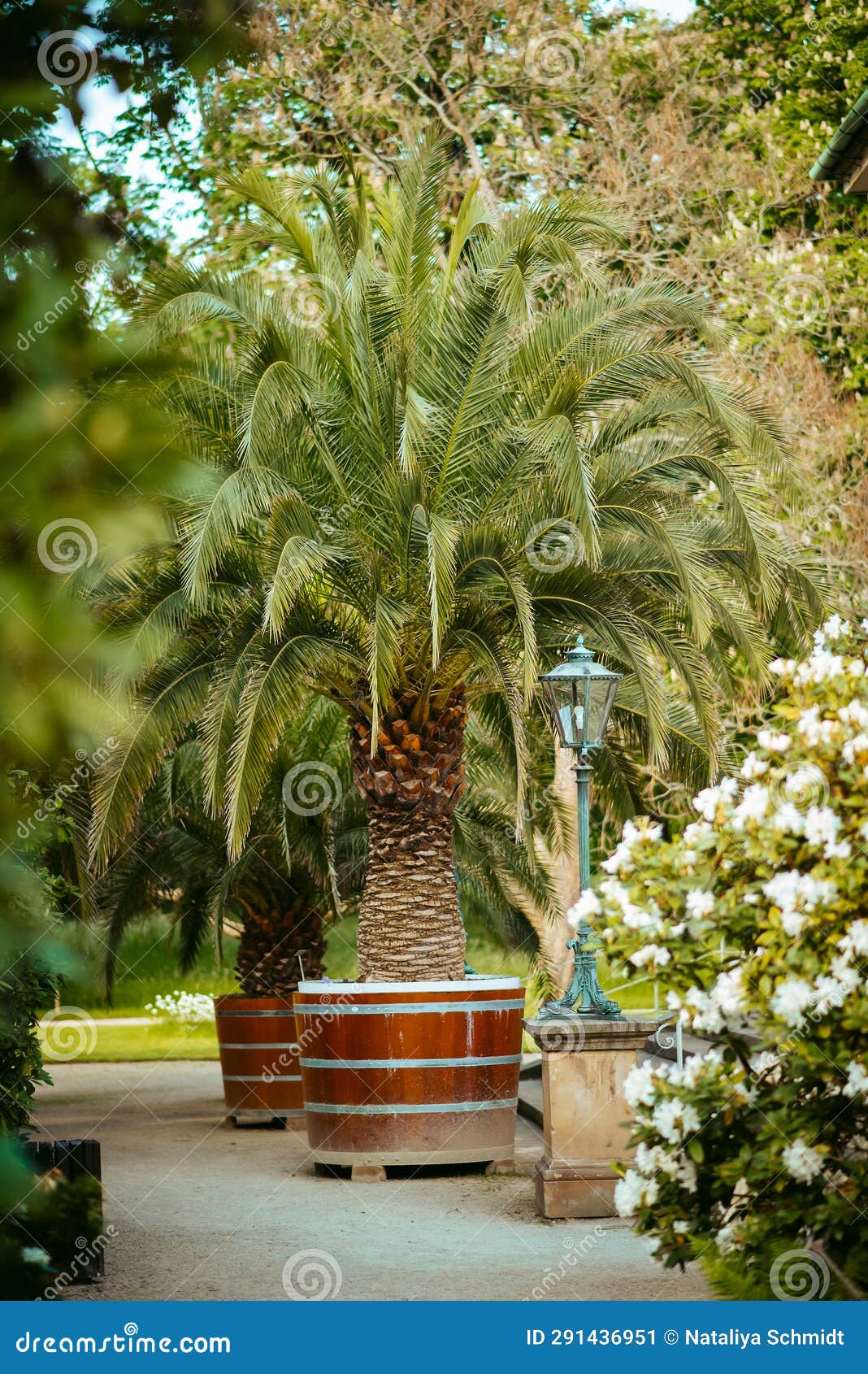Large Palm Tree in a Tub in the Garden Stock Image - Image of yard ...