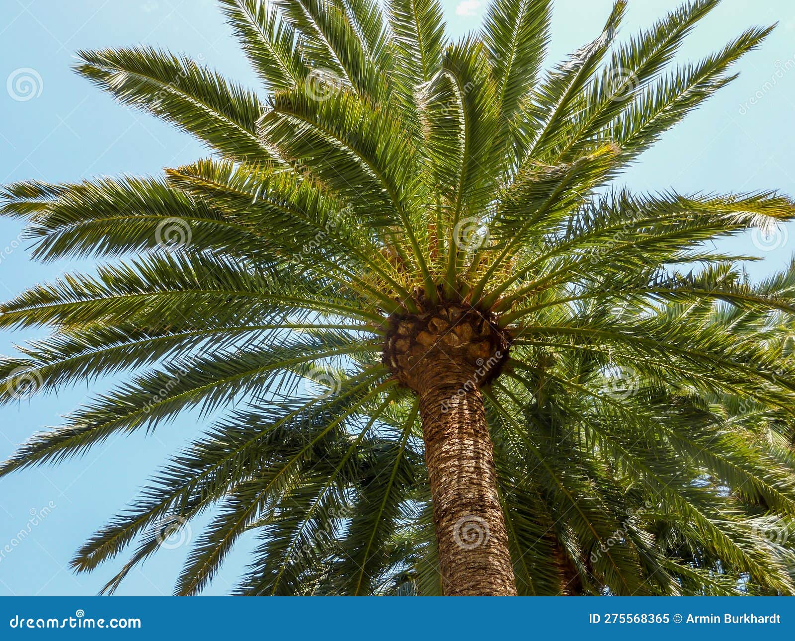 Large Palm Tree from a Worm S-eye View Stock Image - Image of outdoors ...