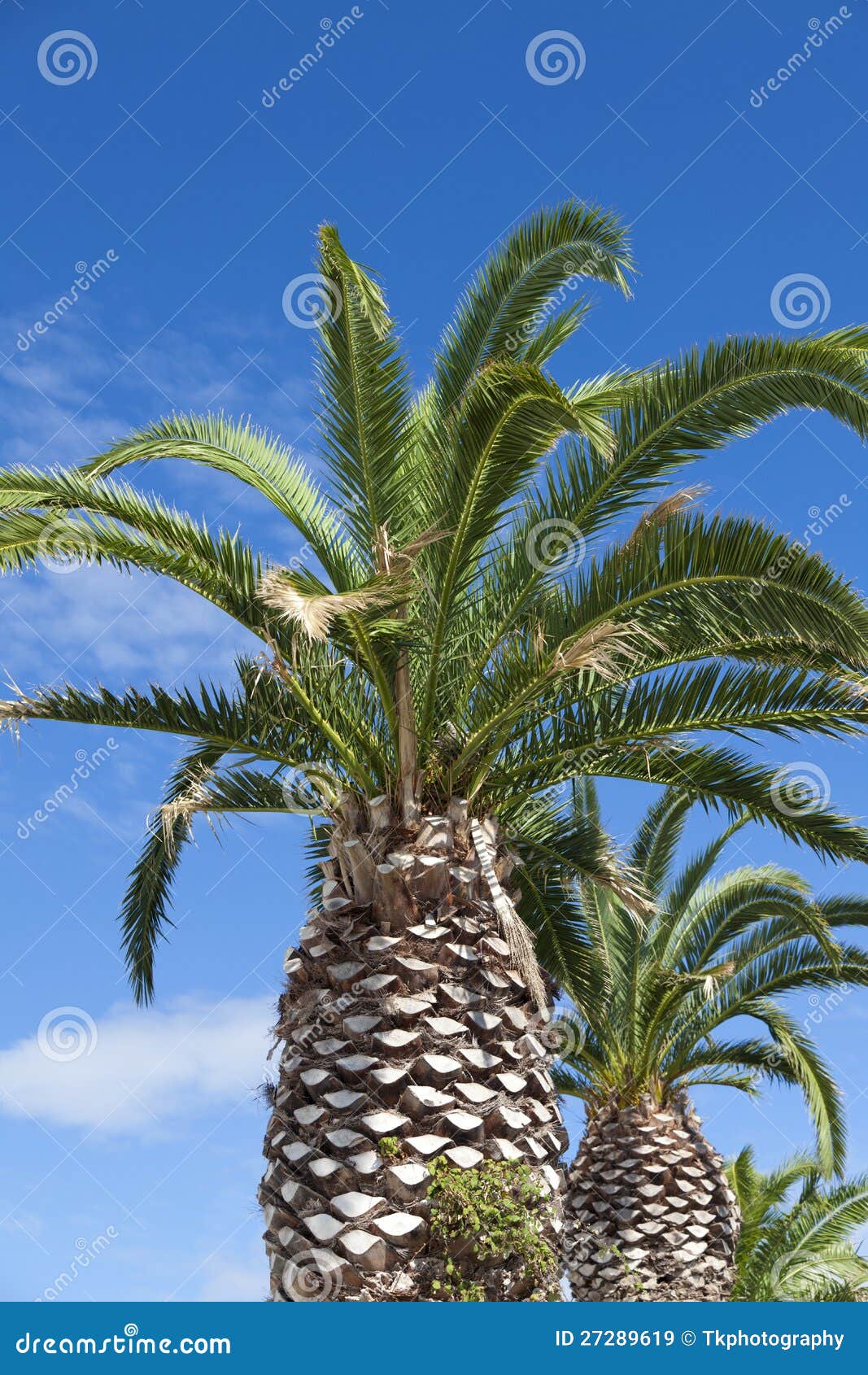 Large Palm Trees Above Blue Sky Stock Image - Image of flora, suny ...
