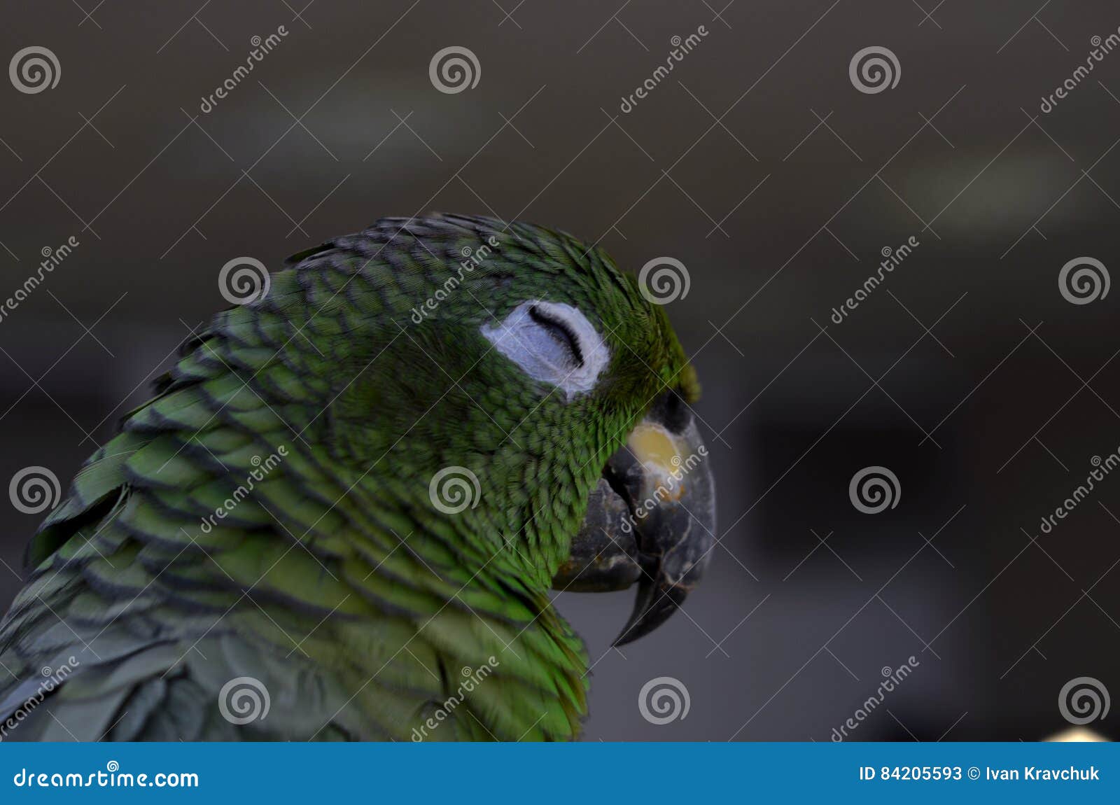 Large Parrot Close Up in the Frame Stock Image - Image of colors, cache ...