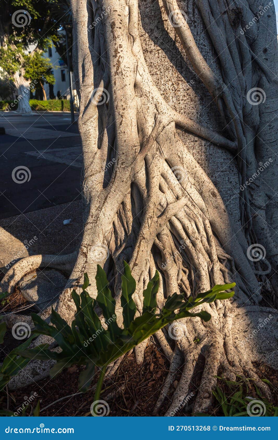 Large Part of the Roots of the Banyan Trunk with Carvings Stock Photo ...