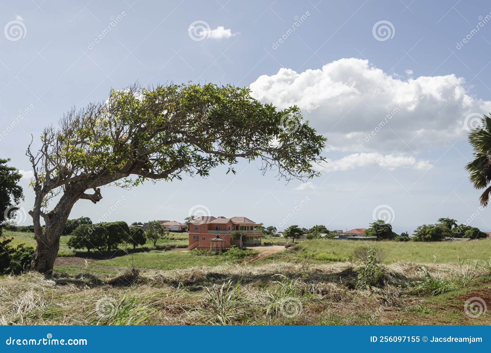 Mango Tree Arch Over a House Stock Image - Image of countryside ...