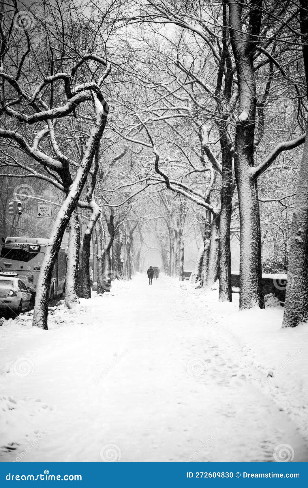 Large Path in the Park during Snow Stock Photo - Image of nature, trees ...