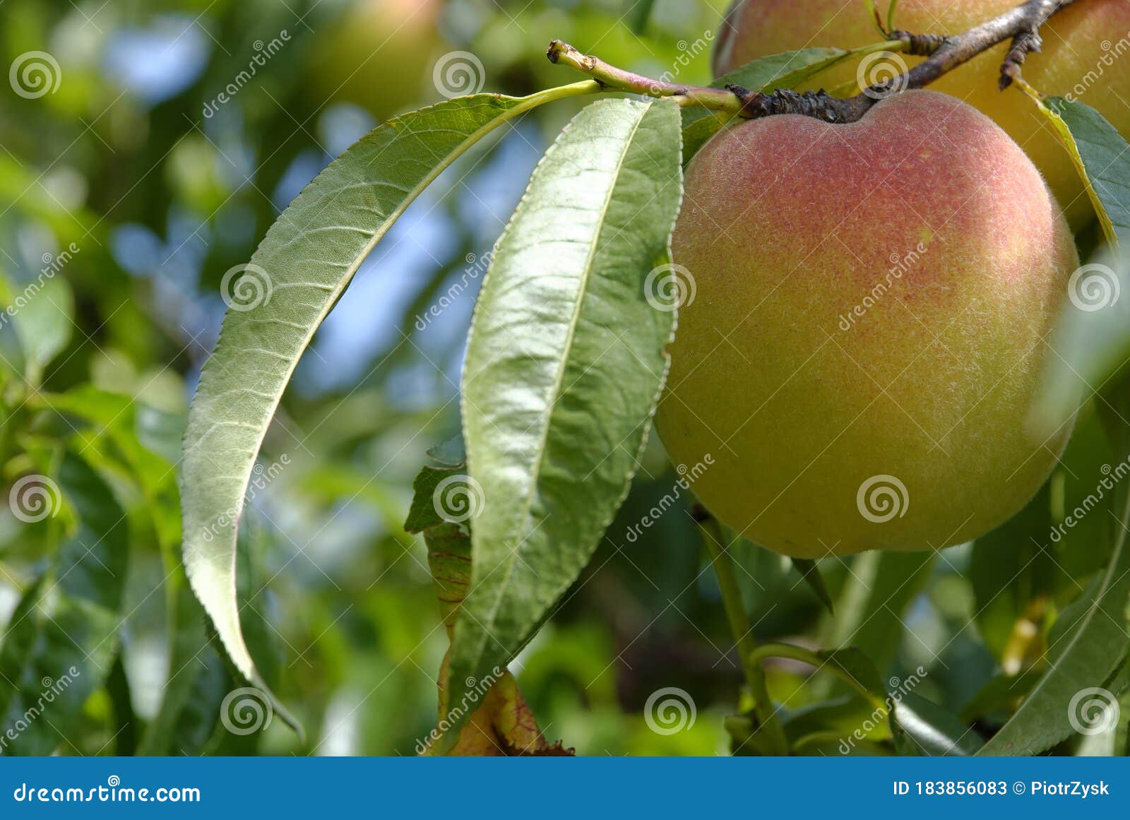 Large peach in leaves stock image. Image of tasty, background - 183856083