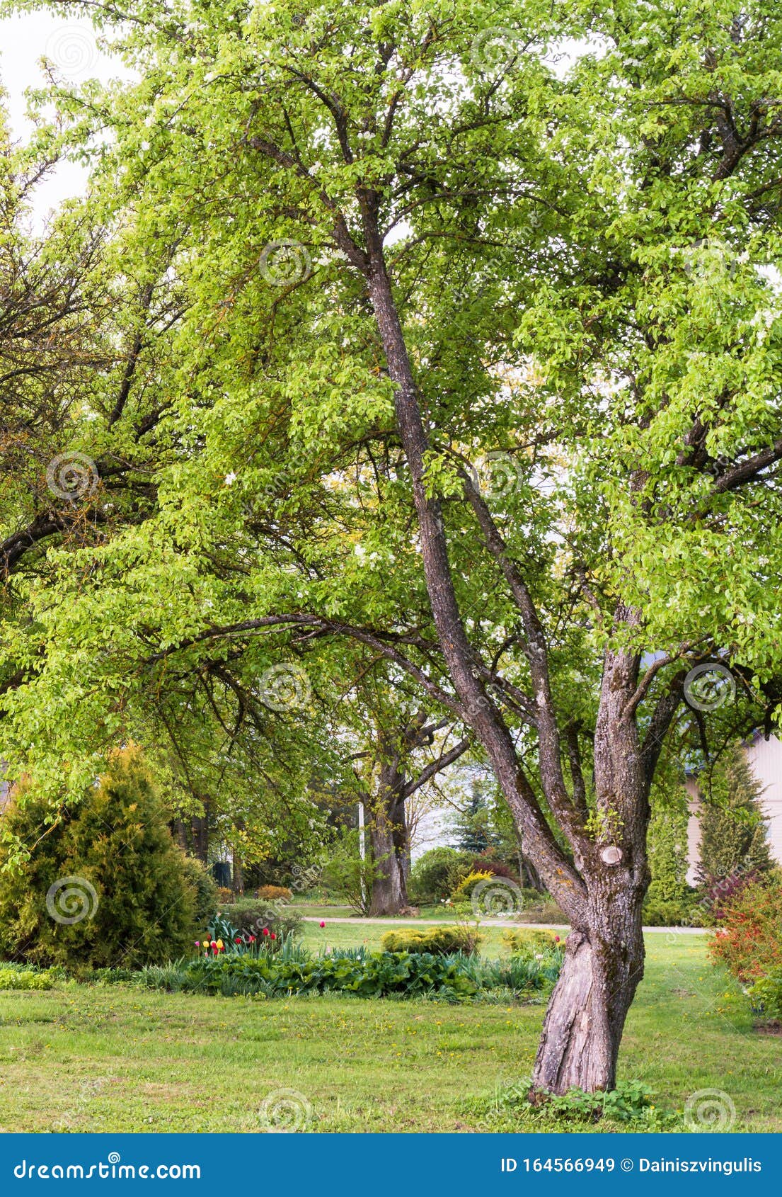 Large Pear Tree in the Garden Stock Image - Image of summer, flower ...