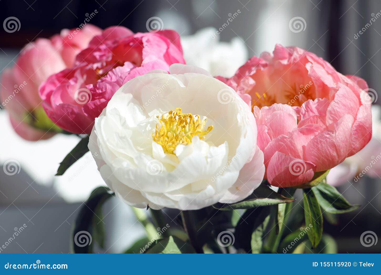 Large Peonies in the Bouquet Stock Photo - Image of botanical, peony ...