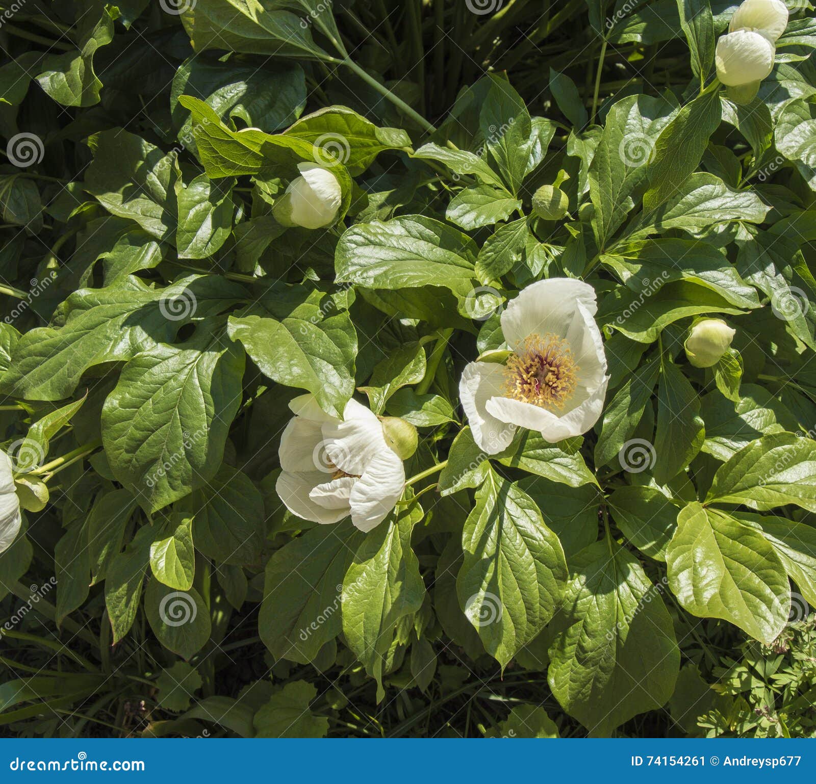 Large Peony Flower Under the Bright Sun Stock Image - Image of nature ...