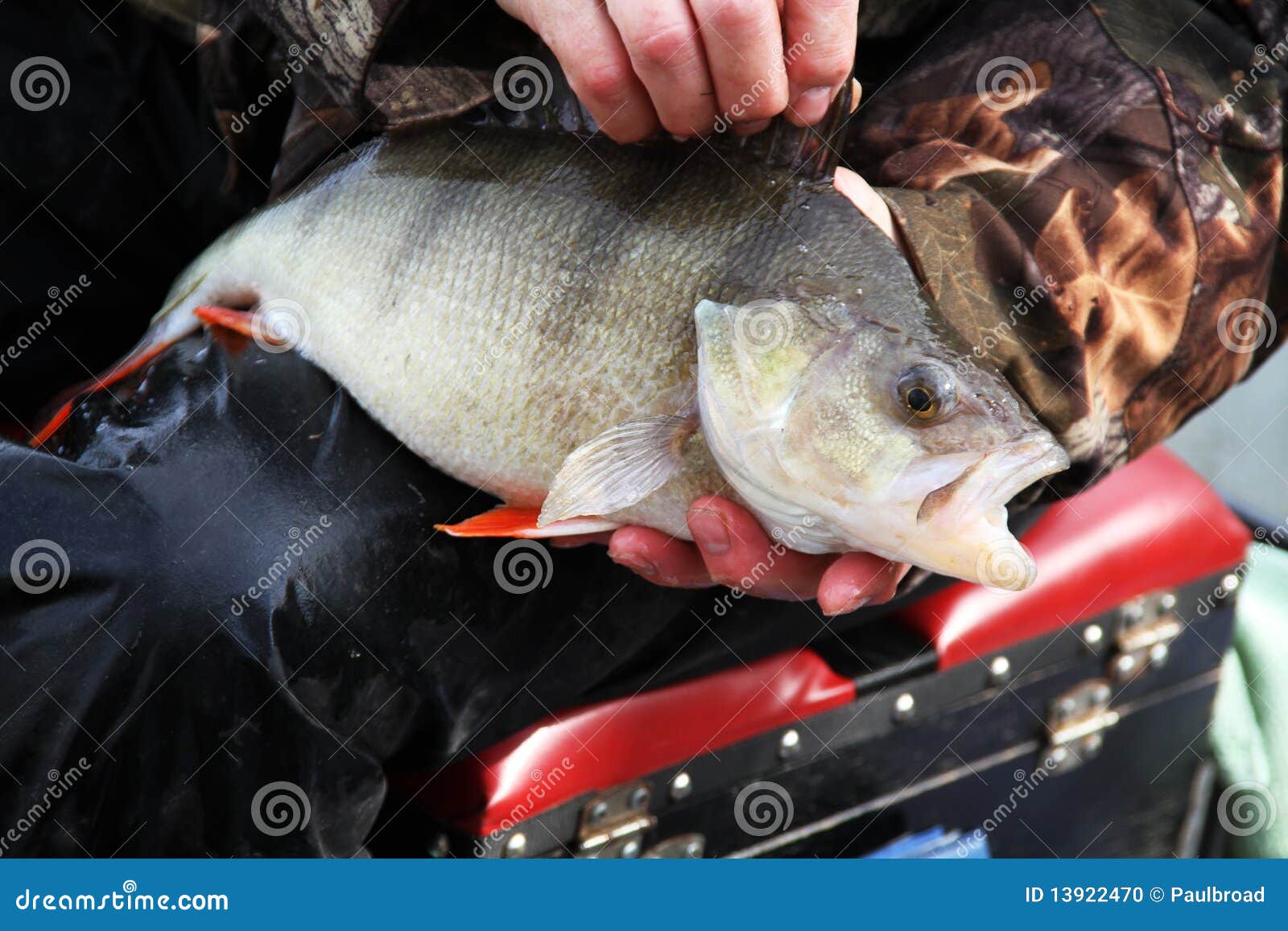Large Perch stock photo. Image of sport, hold, perch - 13922470