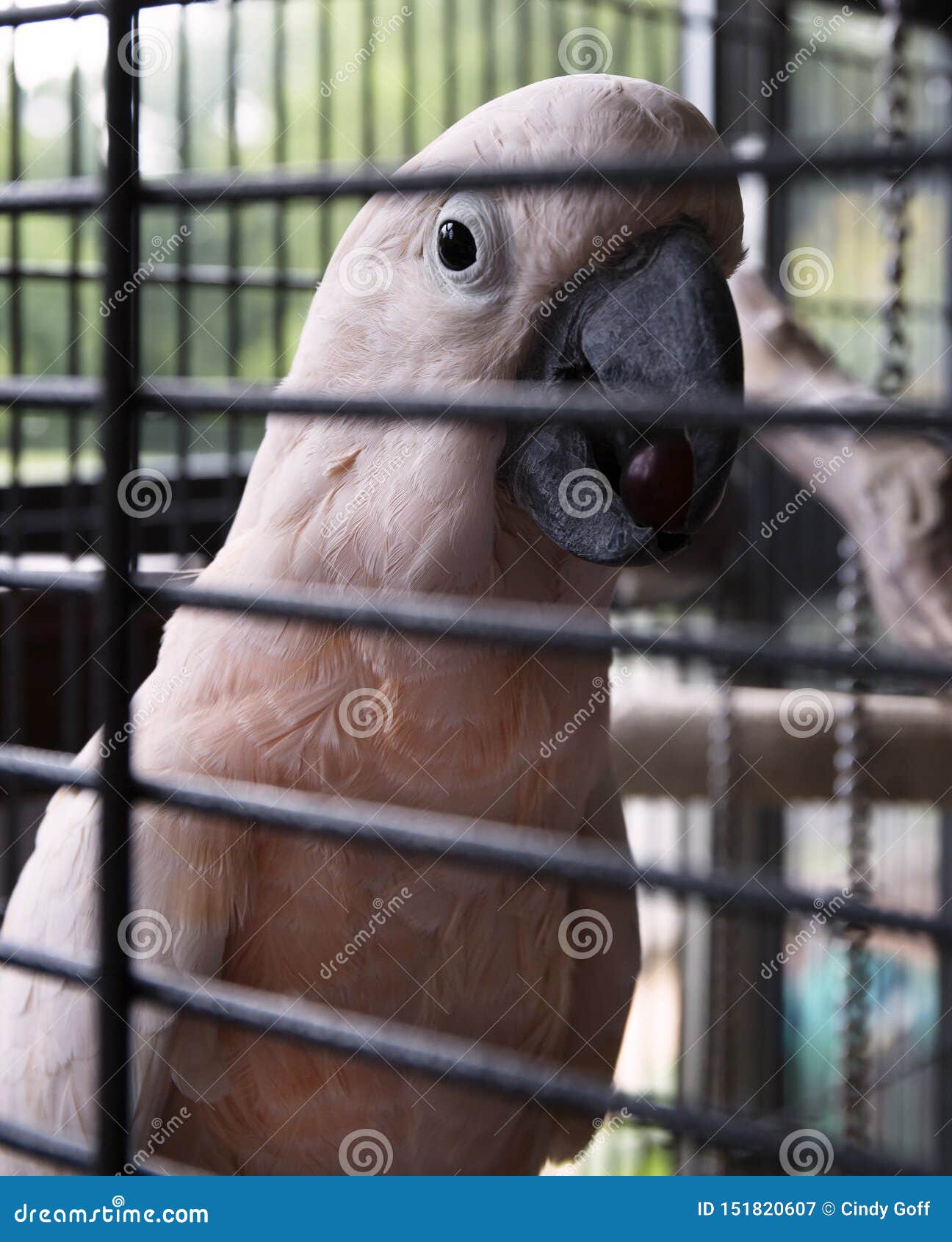 Large pet bird in a cage stock image. Image of cage - 151820607