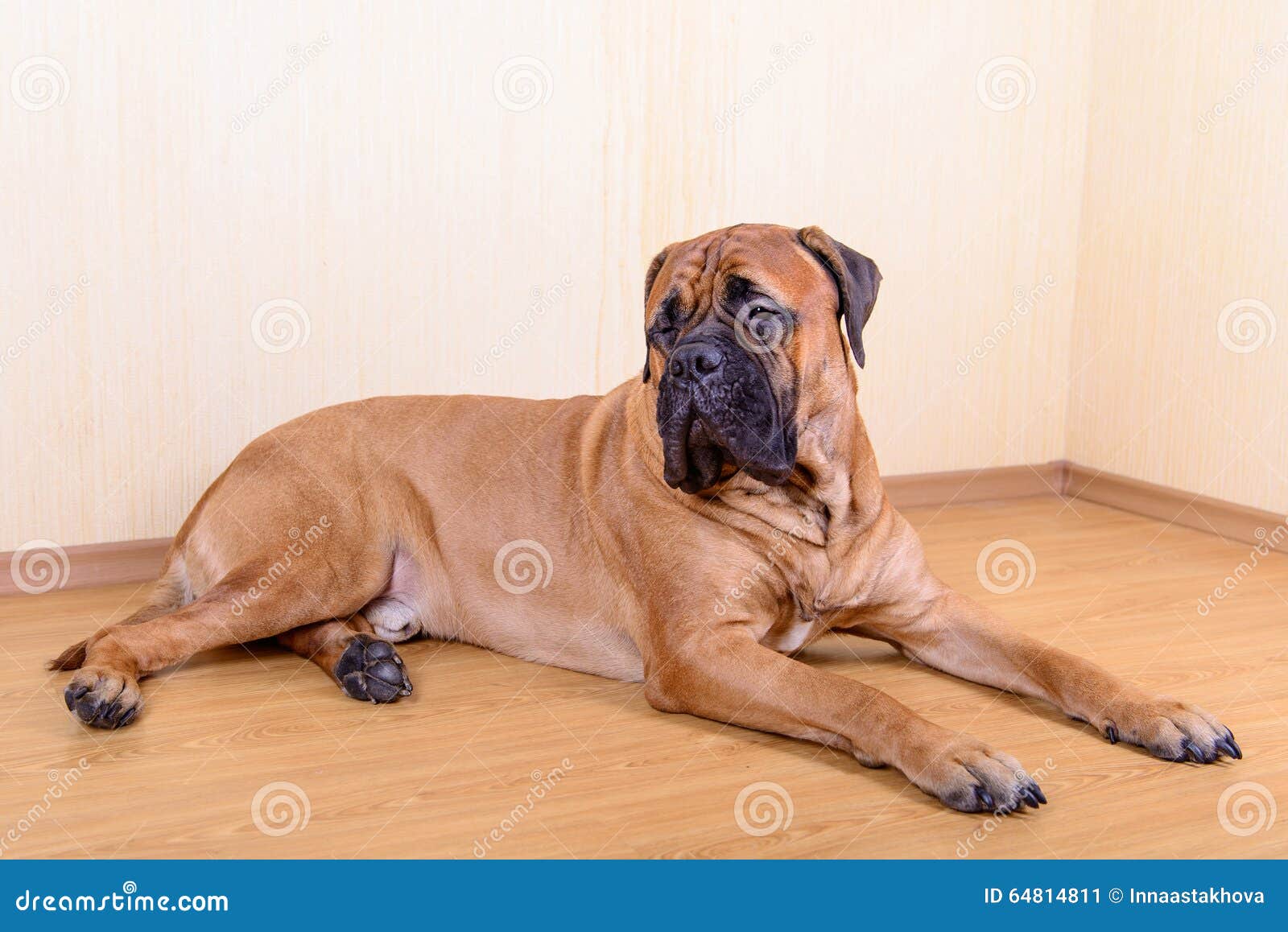 Large pet dog bullmastiff stock image. Image of friendly - 64814811