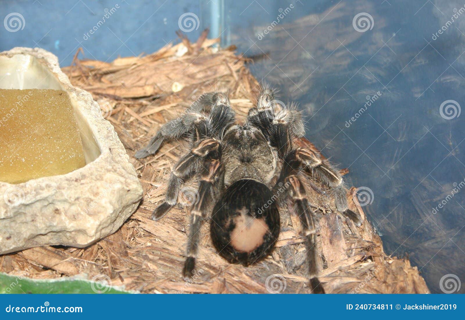 Large Pet Tarantula in a Fish Tank Stock Image - Image of fish, tran ...