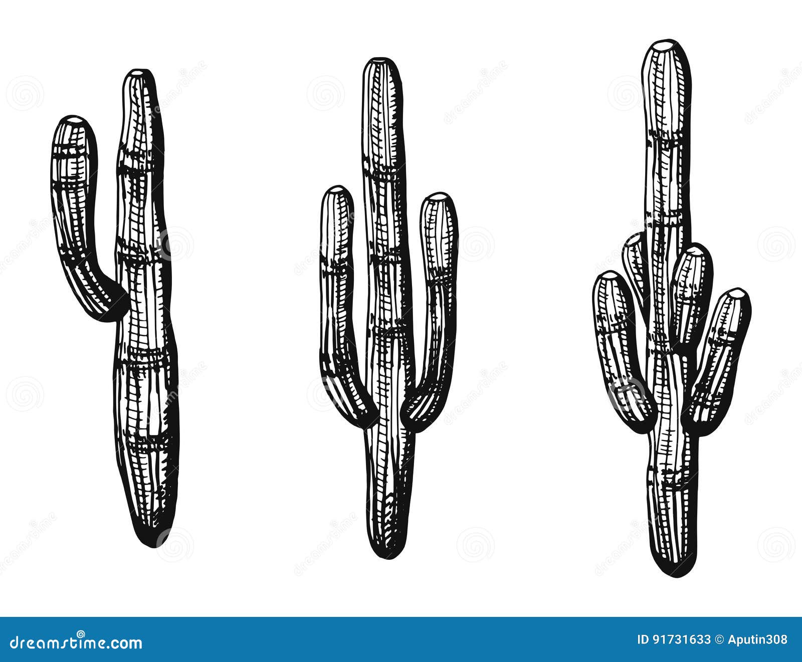 Large Peyote. Vector Vintage Illustration Stock Vector - Illustration ...