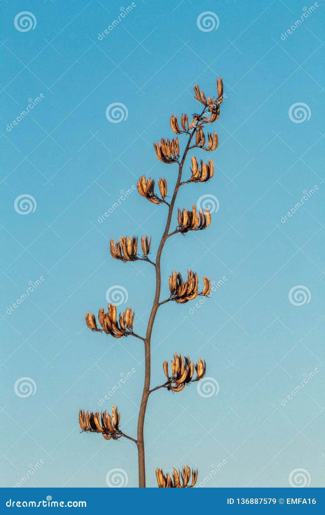 Large Phormium Buds on a Blue Sky Stock Image - Image of nature ...