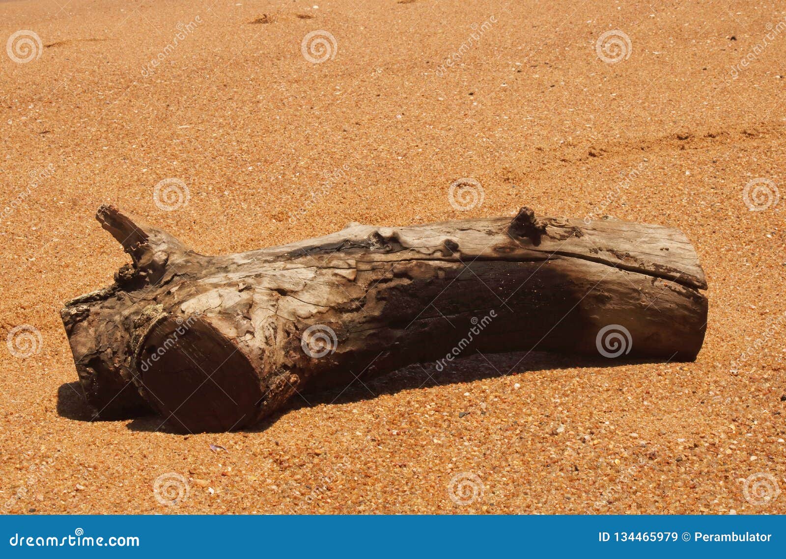 LARGE PIECE of DRIFTWOOD on a BEACH Stock Image - Image of coloured ...