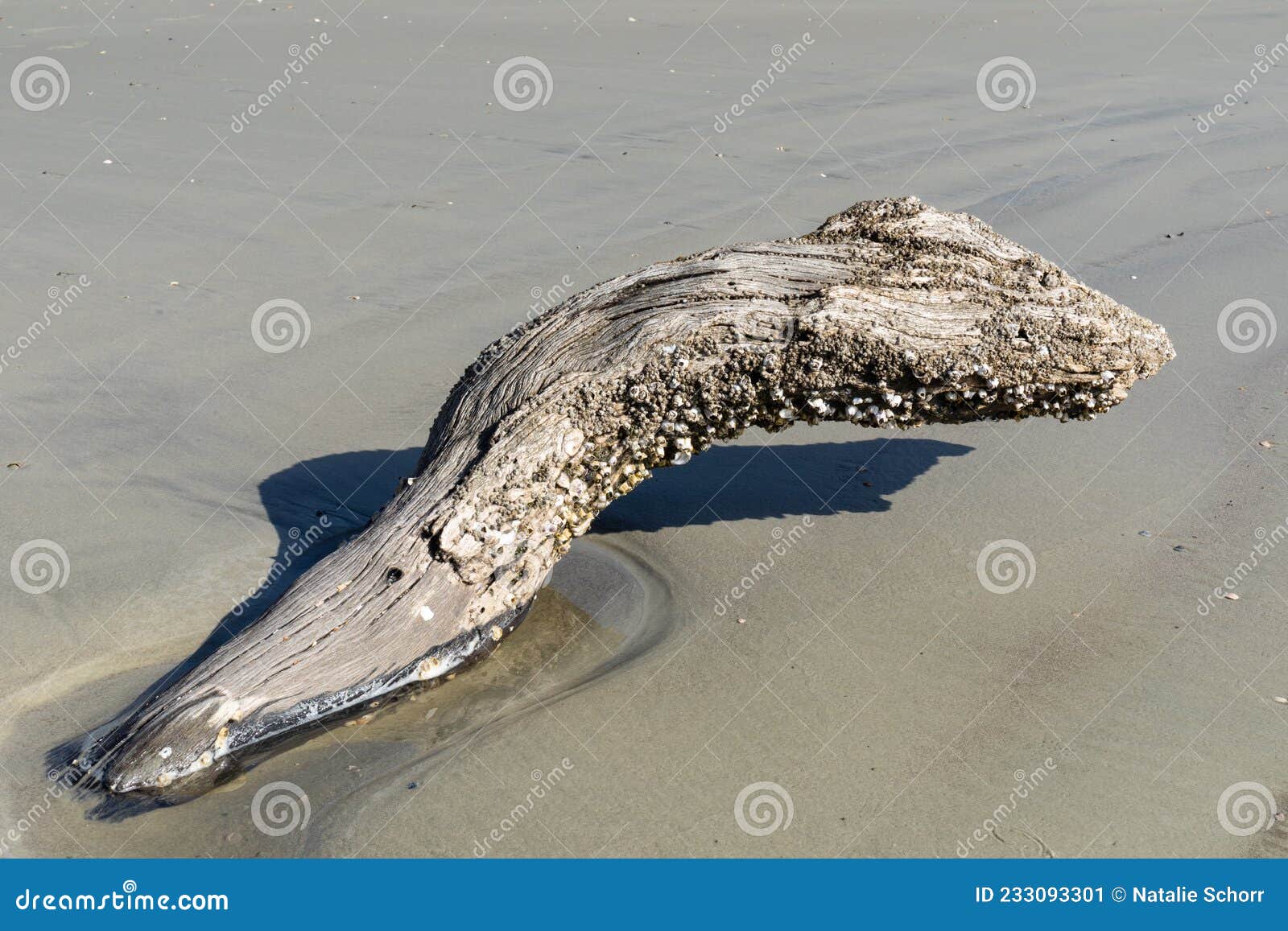 Large Piece of Driftwood Emerging from a Tidal Pool in the Sand of a ...