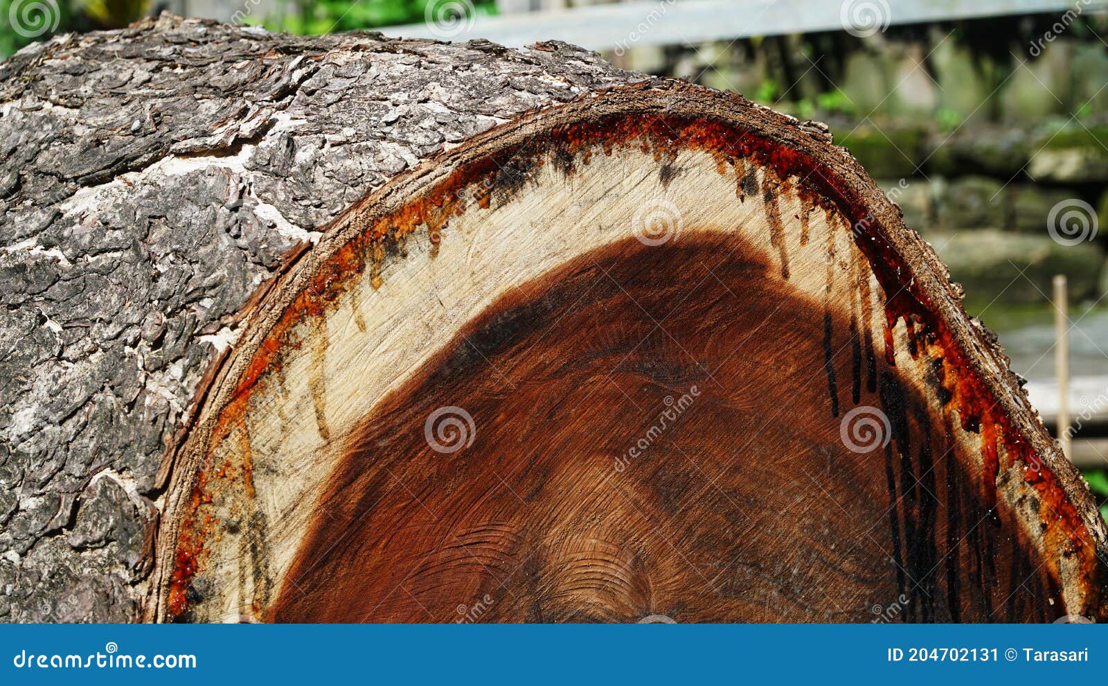 Large Pieces of Wood, Visible Texture and Melted Sap Stock Image ...
