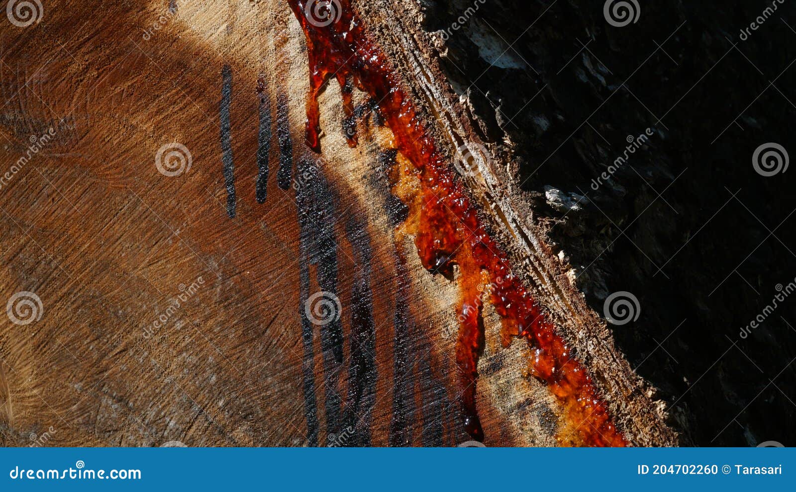 Large Pieces of Wood, Visible Texture and Melted Sap Stock Photo ...