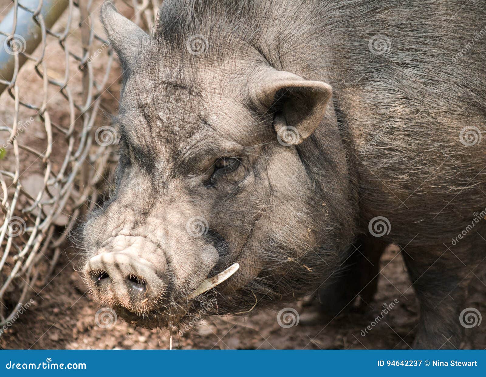 Large pig/boar with tusks stock image. Image of resting - 94642237