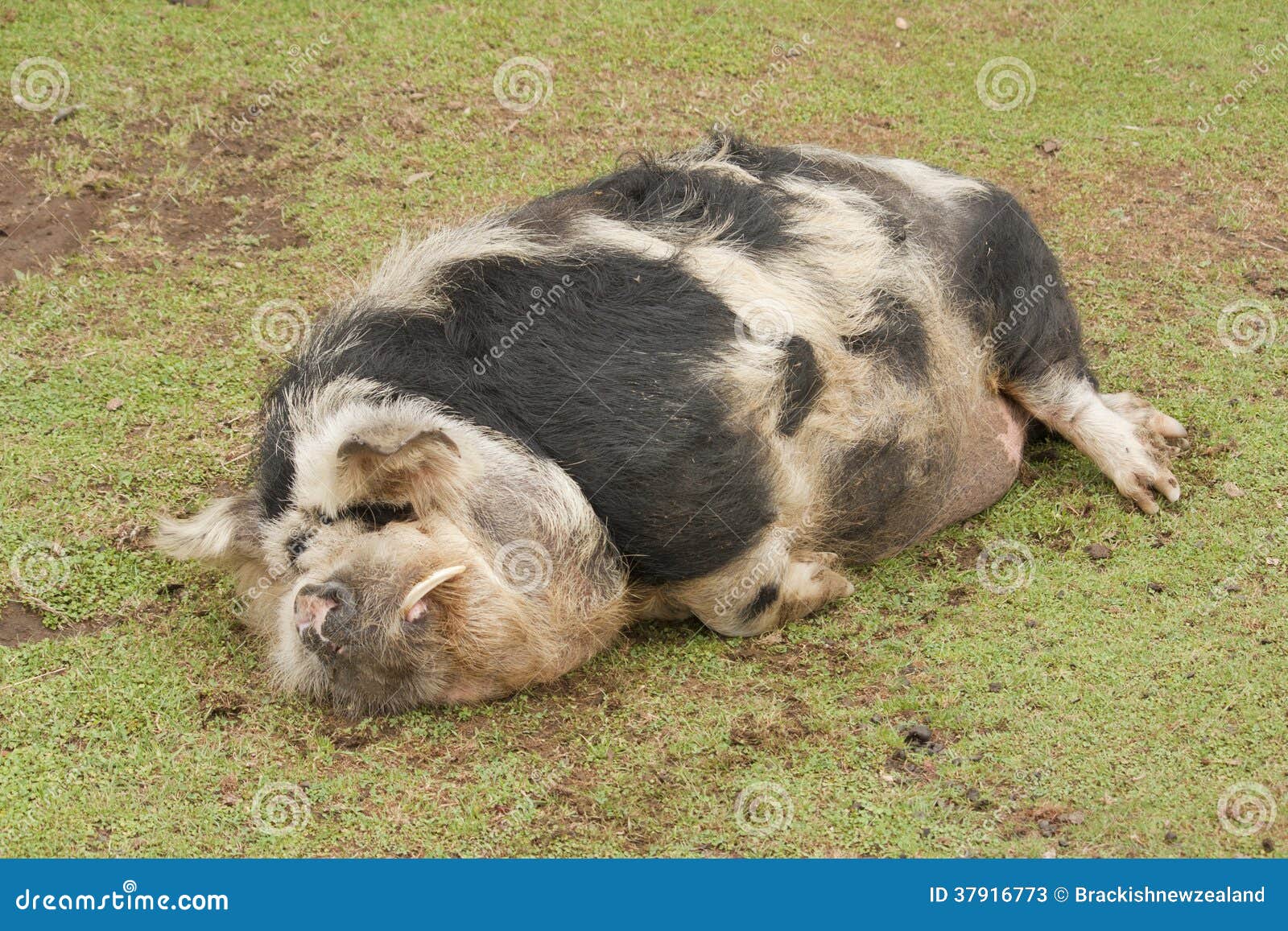 Large pig stock image. Image of bellied, potbellied, kunekune - 37916773