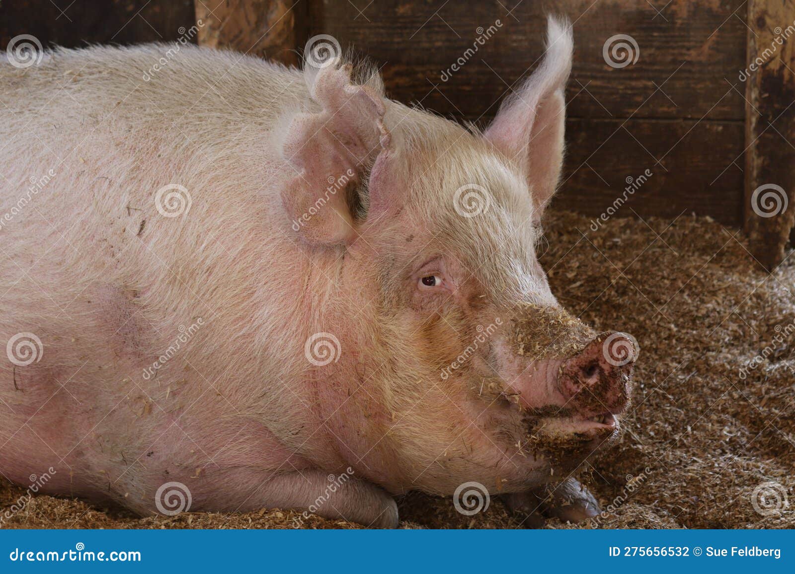 Pig in a Barn on a Farm stock photo. Image of countryside - 275656532