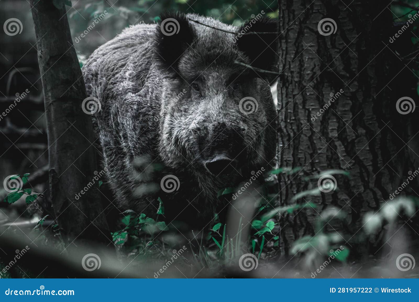 A Large Pig Stands in Front of Some Tree Trunks in the Forest Stock ...