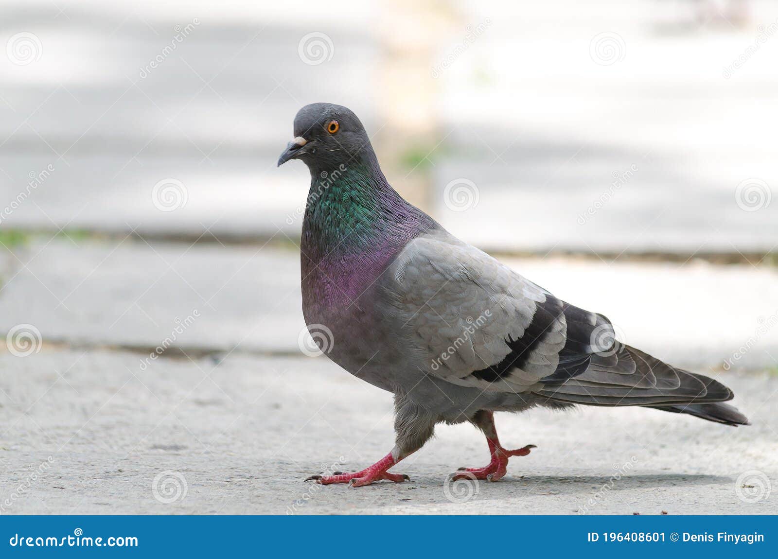 Large Pigeon Walking on Asphalt Side View Stock Image - Image of front ...