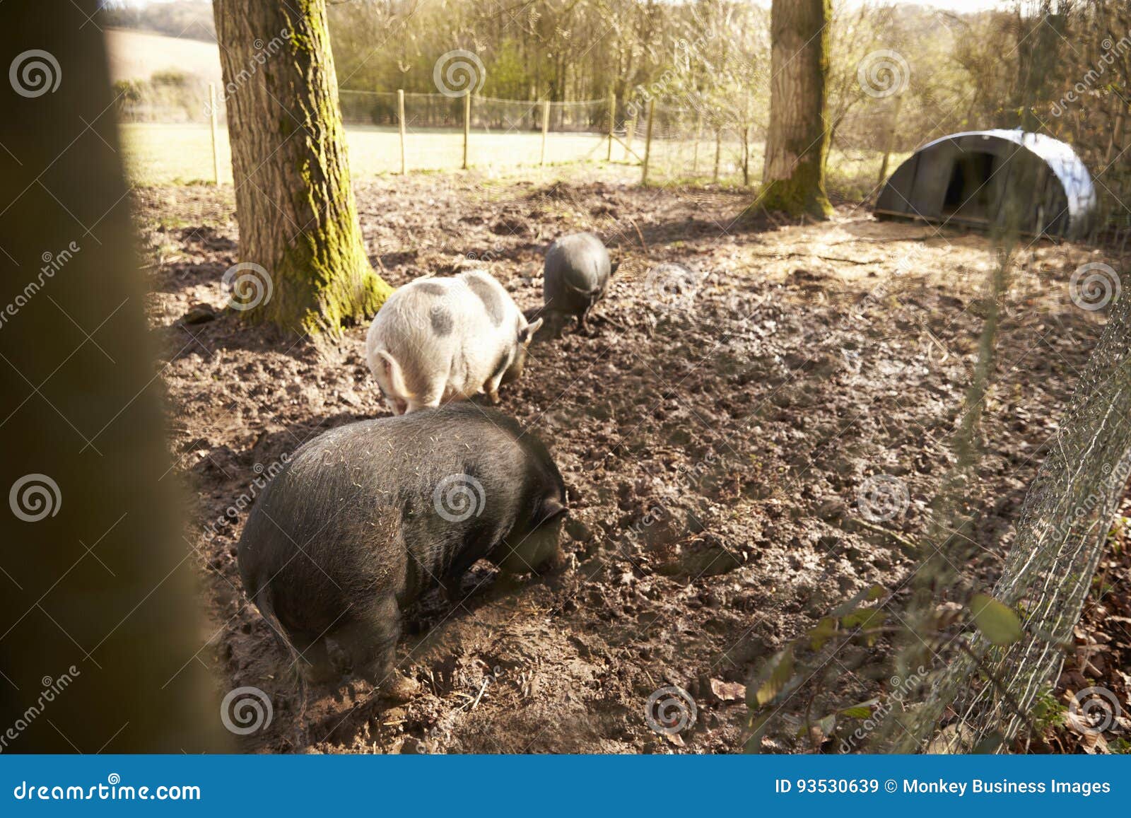 Large Pigs in a Pig Pen stock image. Image of pigs, midsection - 93530639