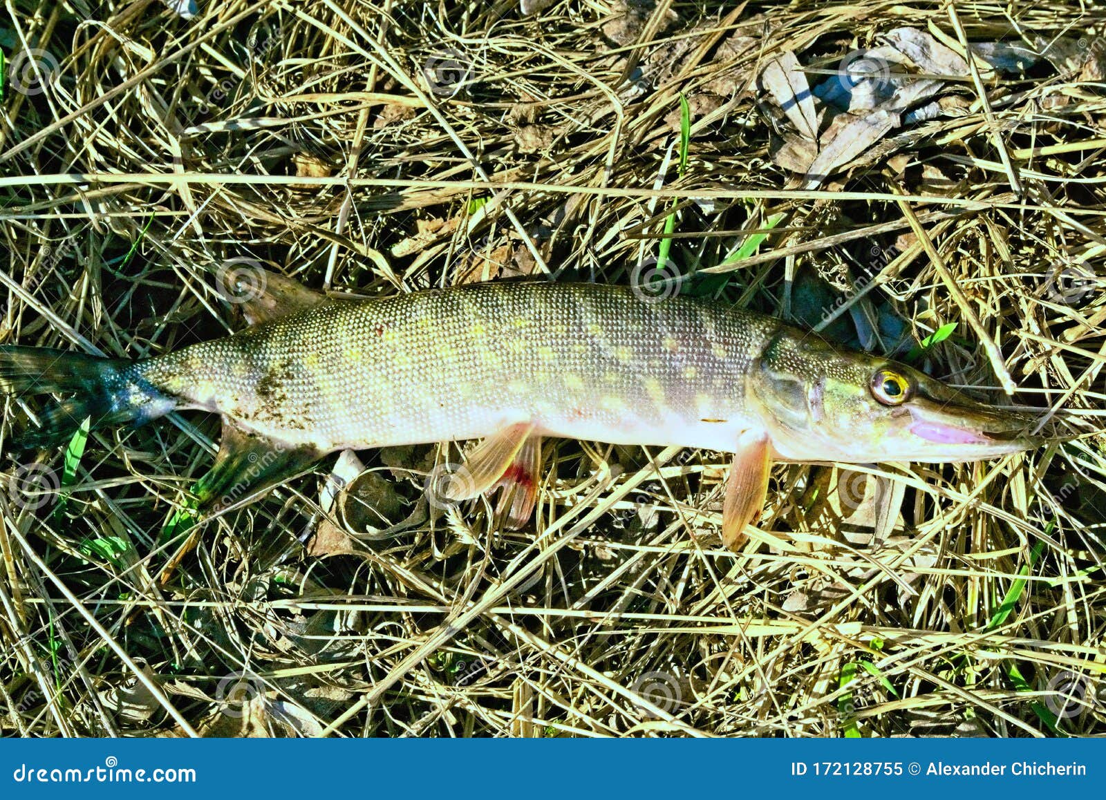 Pike Fish Caught in a Pond Lies on Dry Grass. Stock Image - Image of ...