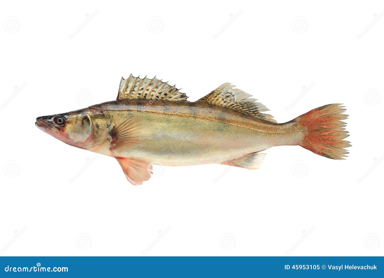 Large pike perch stock image. Image of background, fish - 45953105
