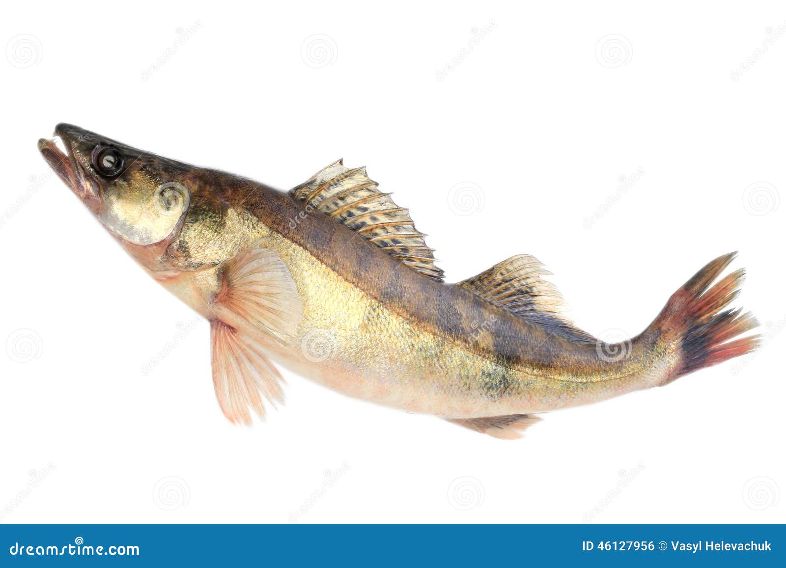 Large pike perch stock photo. Image of river, spiny, kitchen - 46127956
