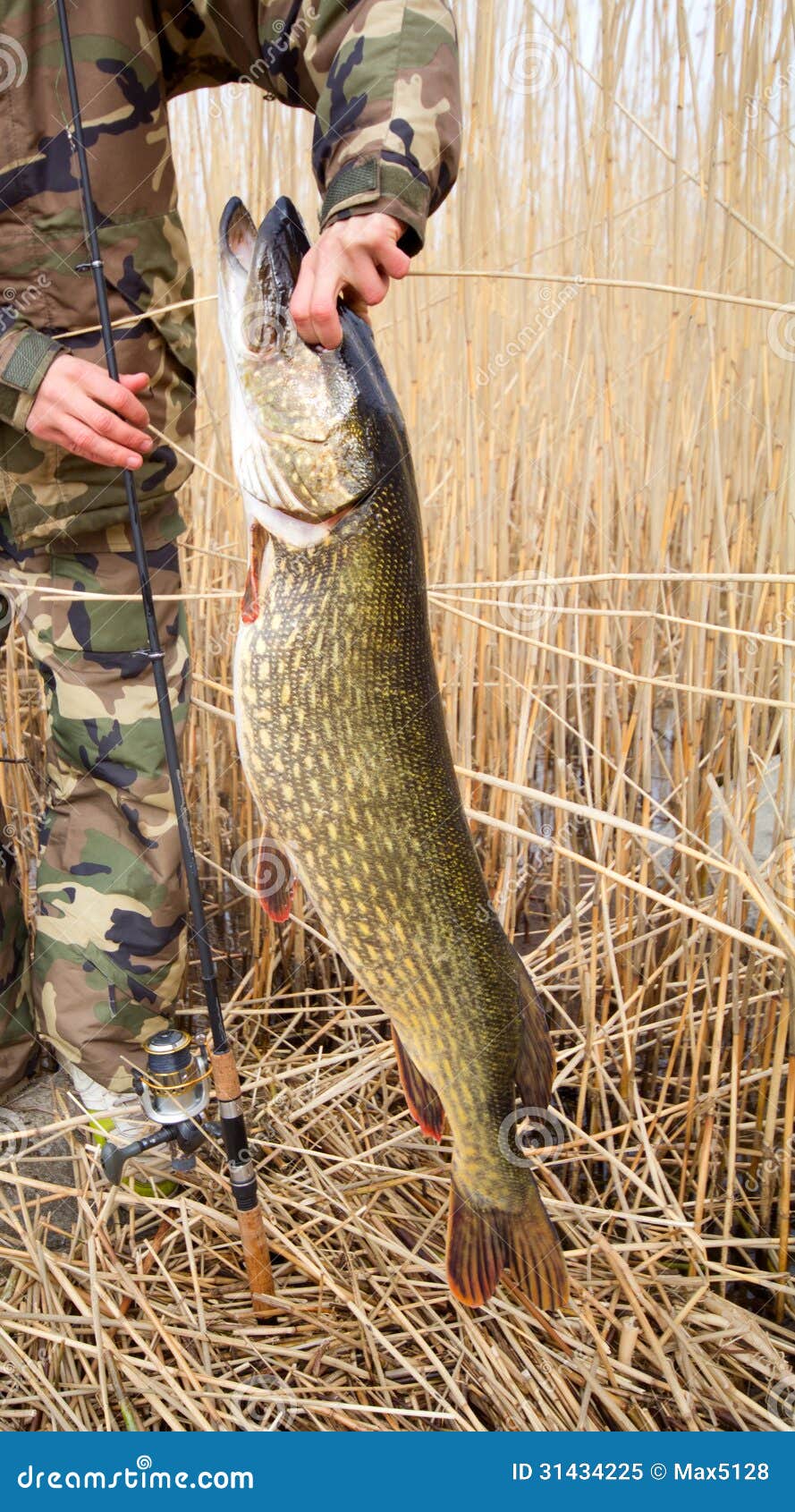 Large pike stock image. Image of freshwater, angler, lake - 31434225