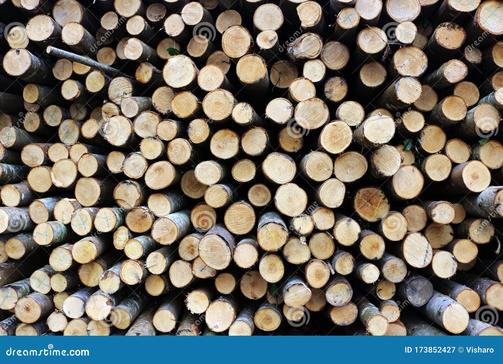 Large Pile of Chopped Thin Logs Stock Image - Image of forestry, trunk ...