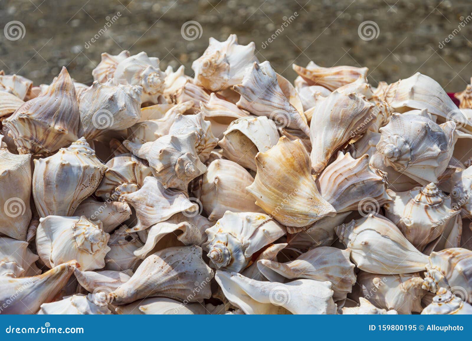 Conch Shells Piled Up for Sale in Key West Stock Image - Image of conch ...