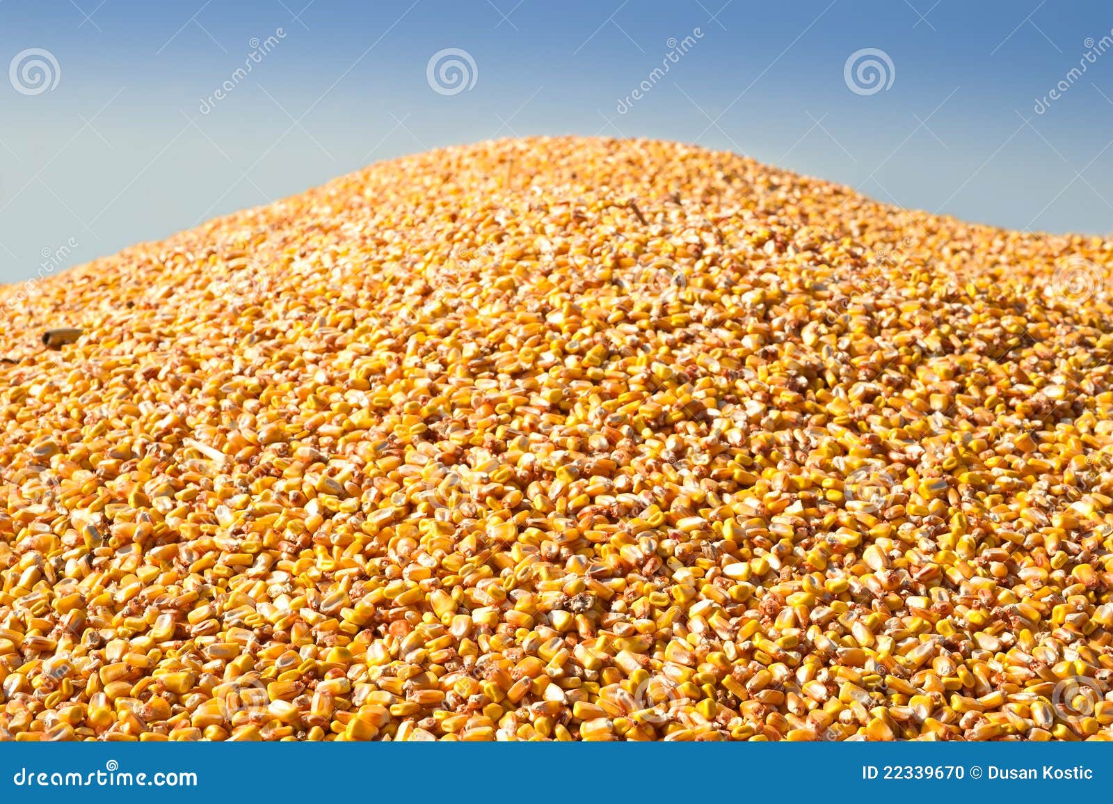 Large pile of corn stock photo. Image of autumn, seed - 22339670
