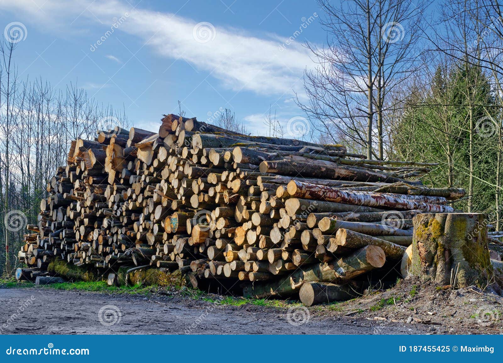 Cut Down Trees - Effects Of Destruction Forests, Global Warming ...