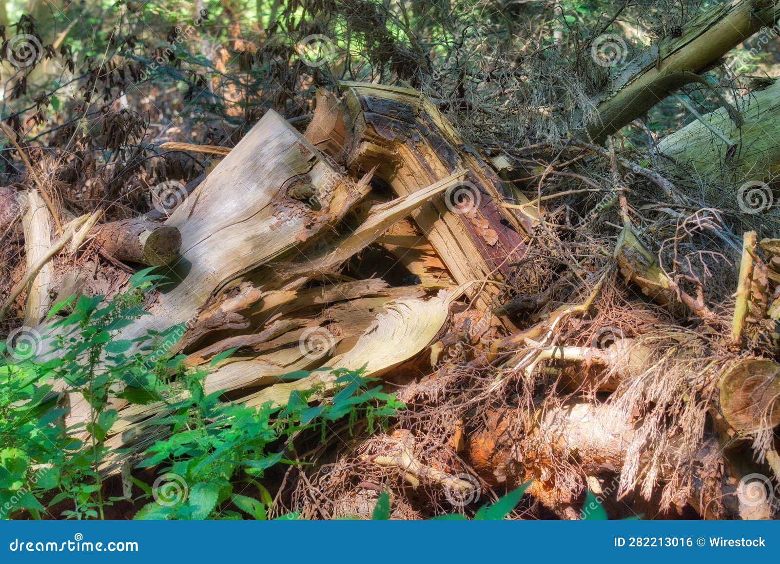 Large Pile of Cut Tree Branches is Arranged in a Heap in the Foreground ...