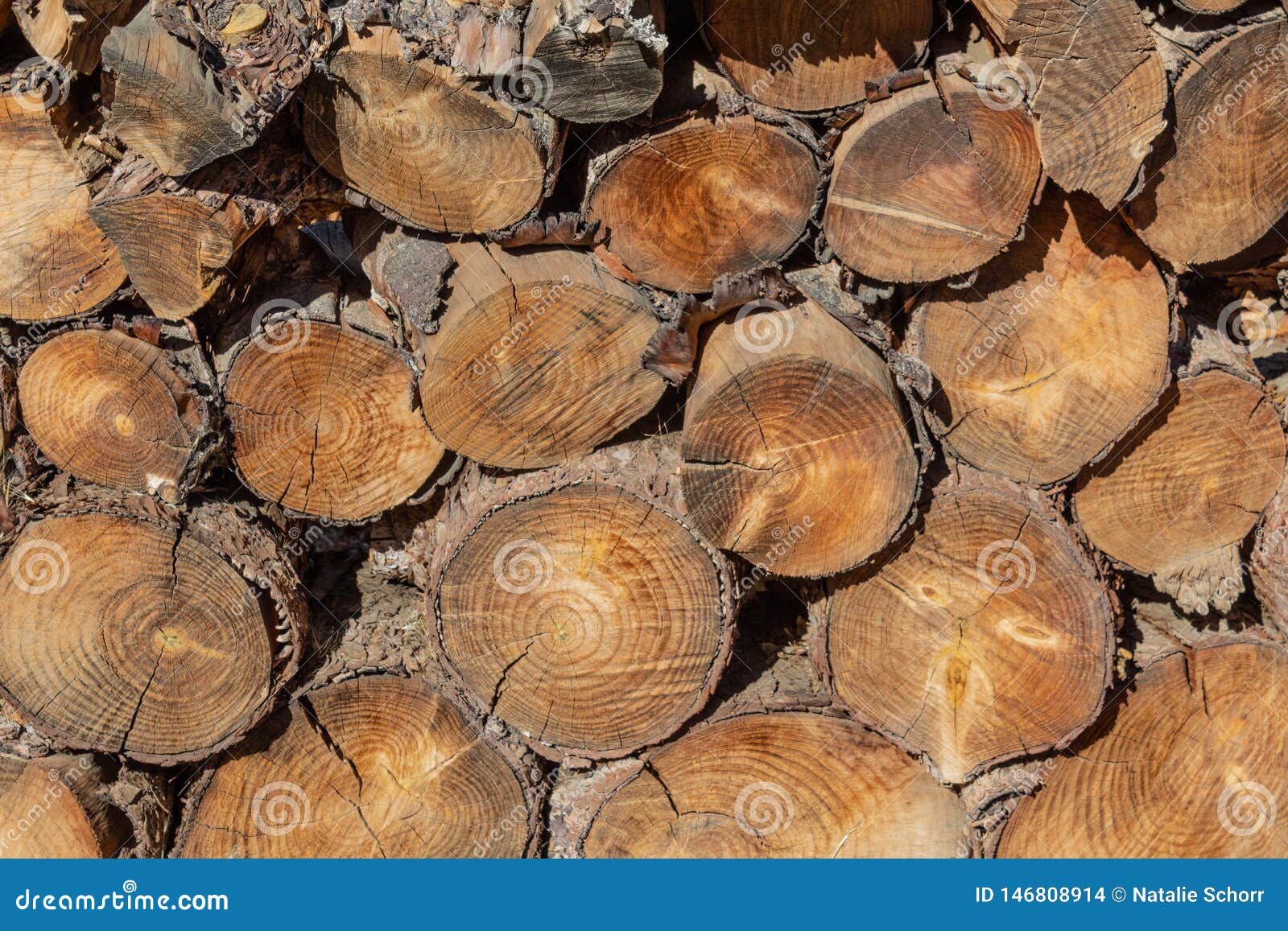 Large Pile of Cut Wood Logs, View of Cut Ends Stock Photo - Image of ...