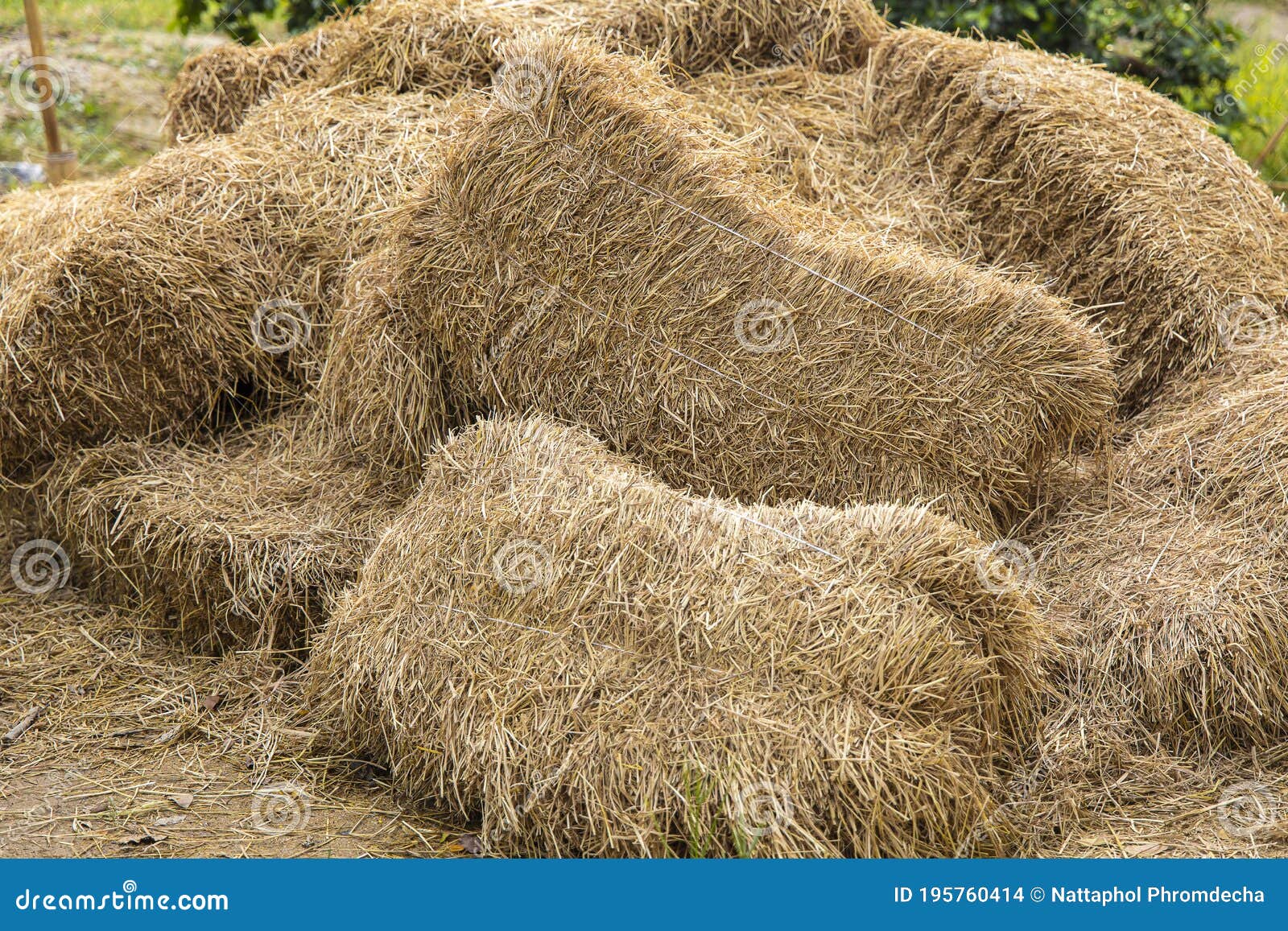 A Large Pile of Forage Hay Was Placed on the Ground Stock Photo - Image ...