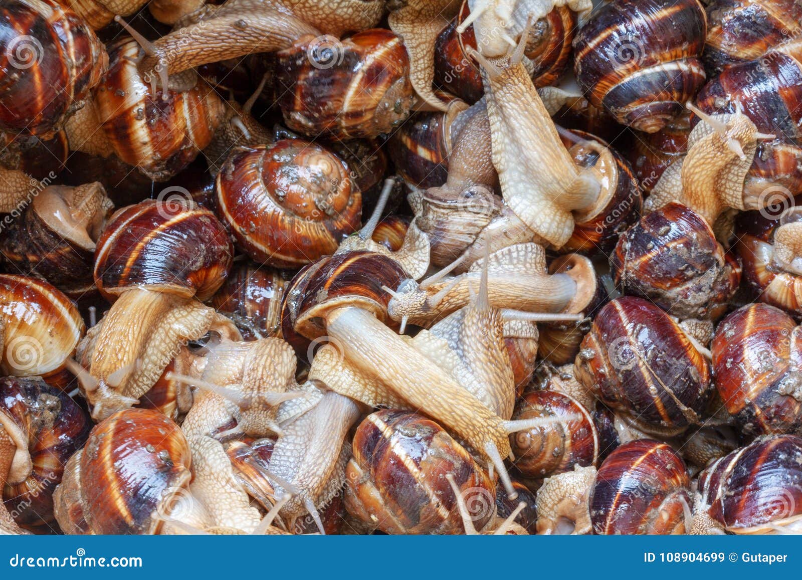 A Large Pile of Grape Snails Close-up Stock Image - Image of escargot ...