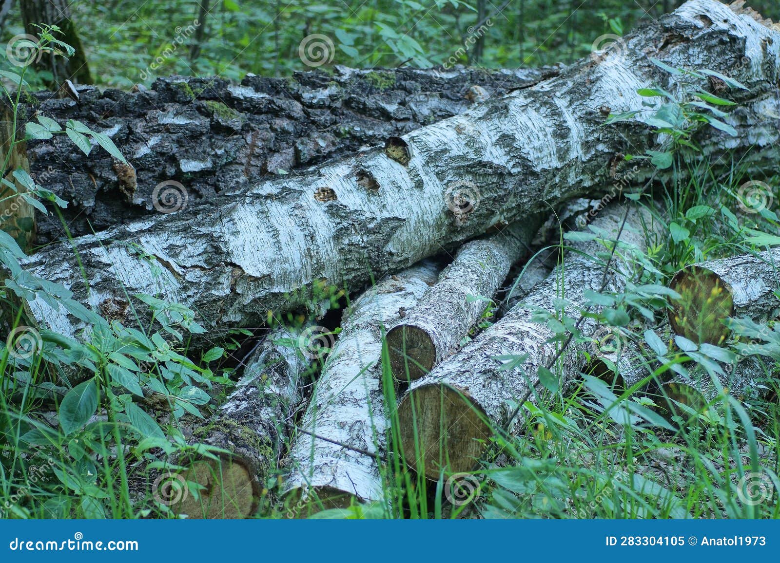 A Large Pile of Gray White Logs of Birch Trees Lie in Green Grass Stock ...