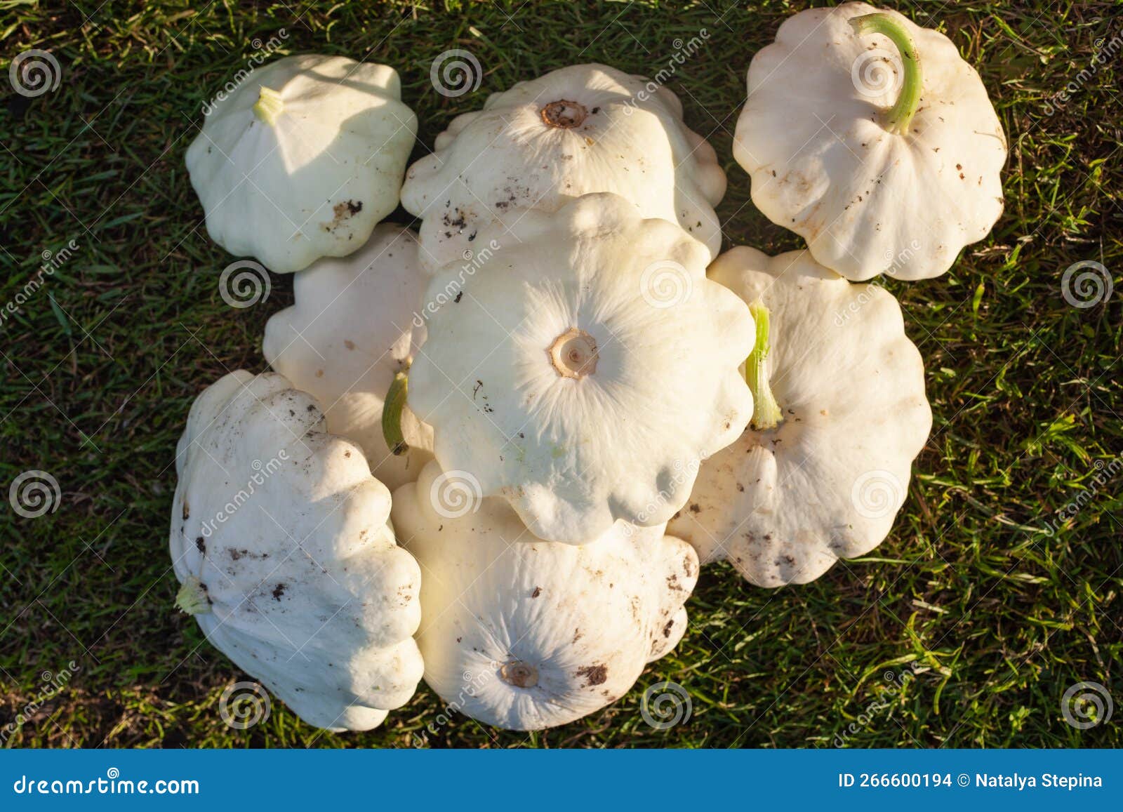 In a Large Pile Lie White Squash in Autumn Stock Photo - Image of fall ...