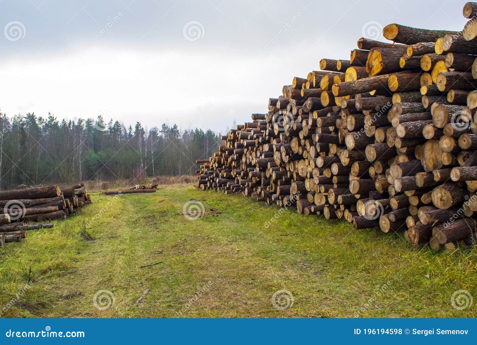 Large pile of logs stock photo. Image of logging, detail - 196194598