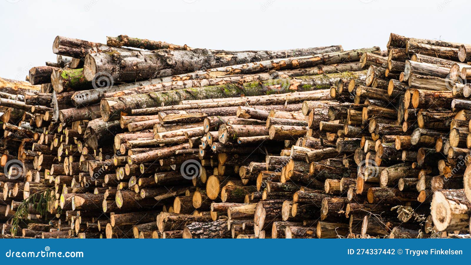 Large Pile of Logs Ready To Be Shipped by Boat.. Stock Photo - Image of ...
