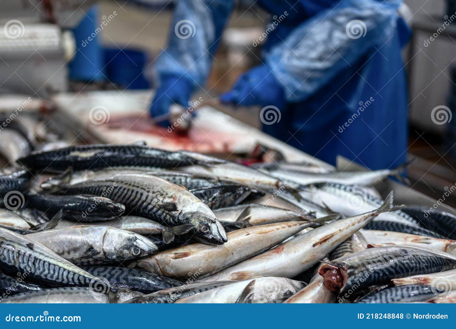 A Large Pile of Mackerel Carcasses. Sea Fish Stock Photo - Image of ...