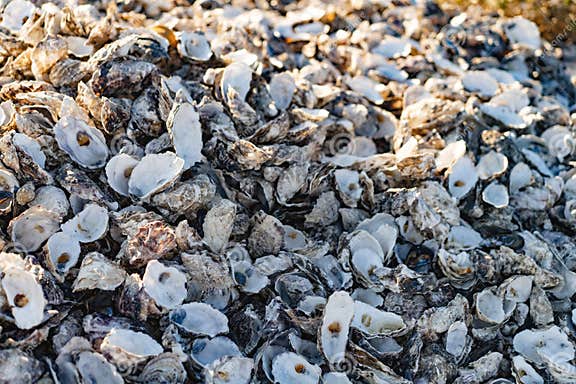 A Large Pile of Oyster Shells Stock Image - Image of fishing, discard ...