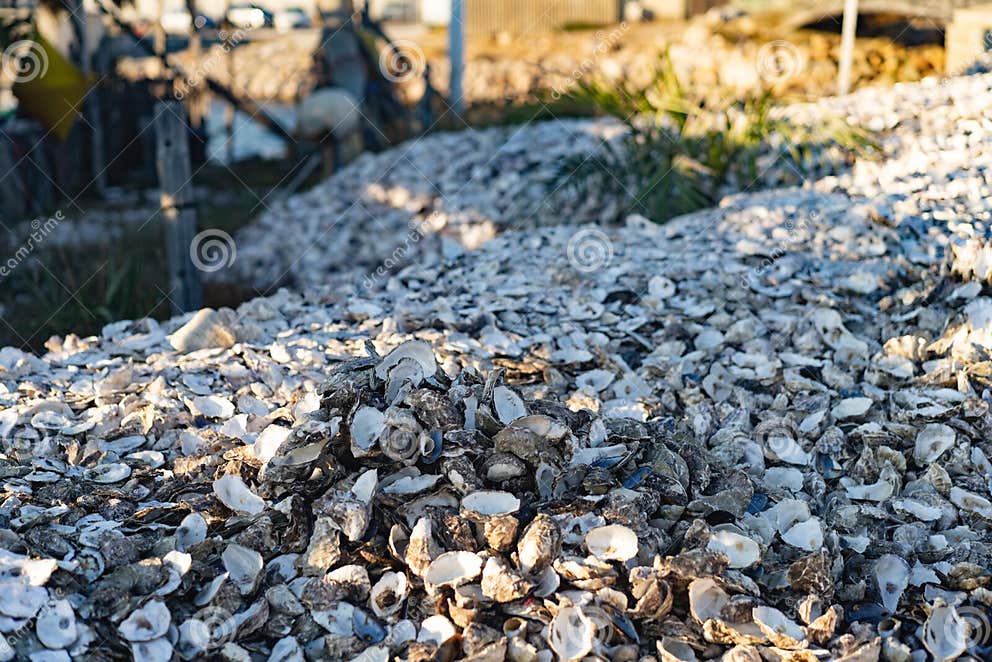 A Large Pile of Oyster Shells Stock Photo - Image of oregon, white ...